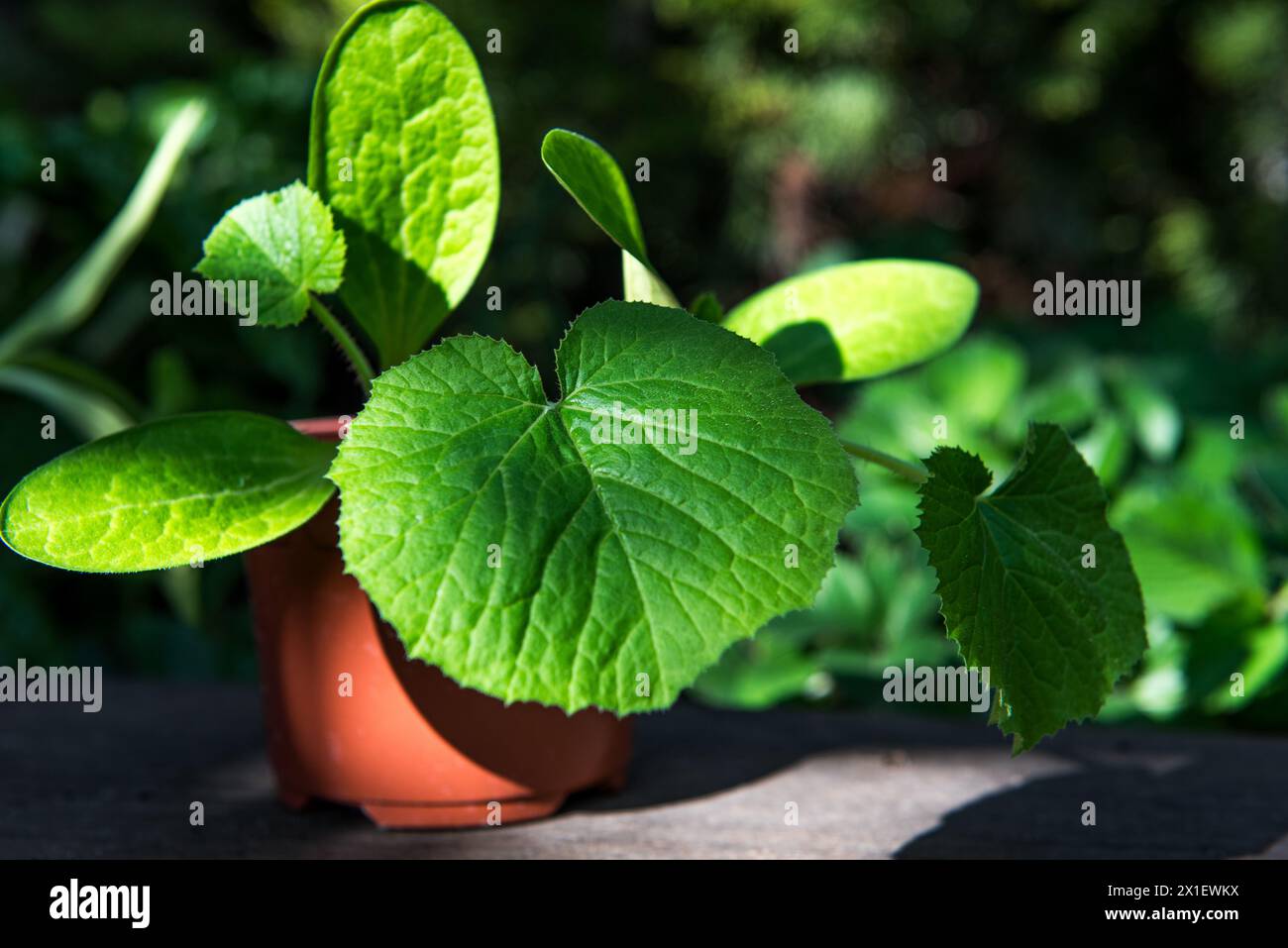 Young zucchini seedlings in a pot. A young sprout. Gardening. Vegetable ...