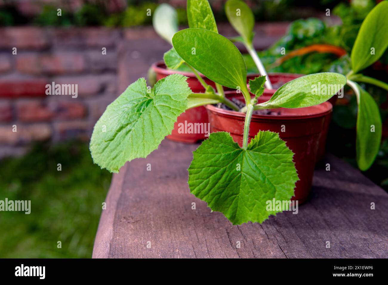 Young zucchini seedlings in a pot. A young sprout. Gardening. Vegetable ...