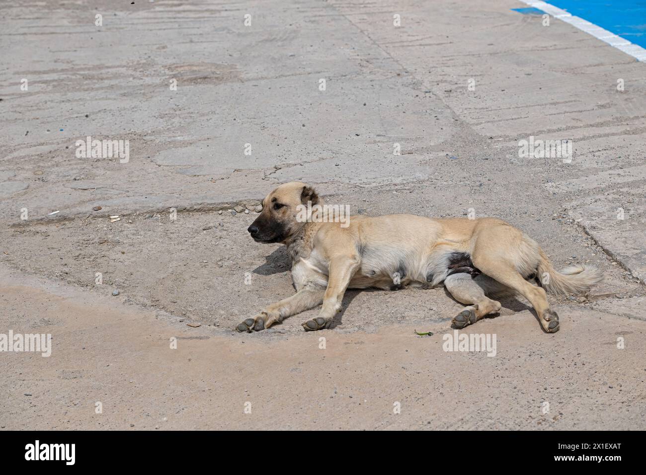 A female stray dog lying on the concrete floor in the street Stock ...
