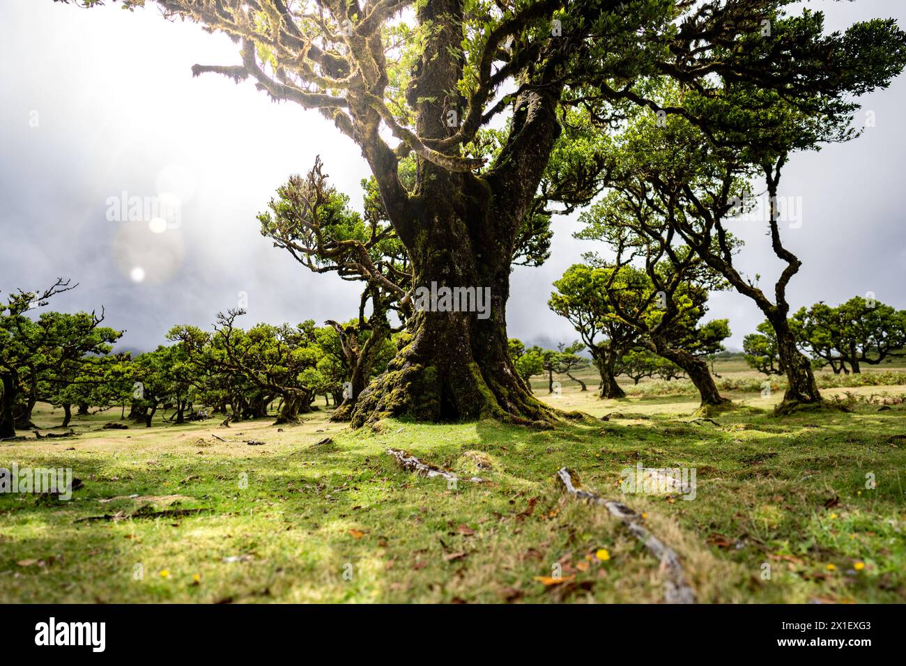 Laural forest hi-res stock photography and images - Alamy