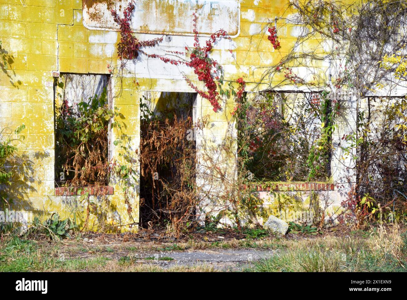 Cinder block building, painted yellow, falls into ruins. Vines and ...