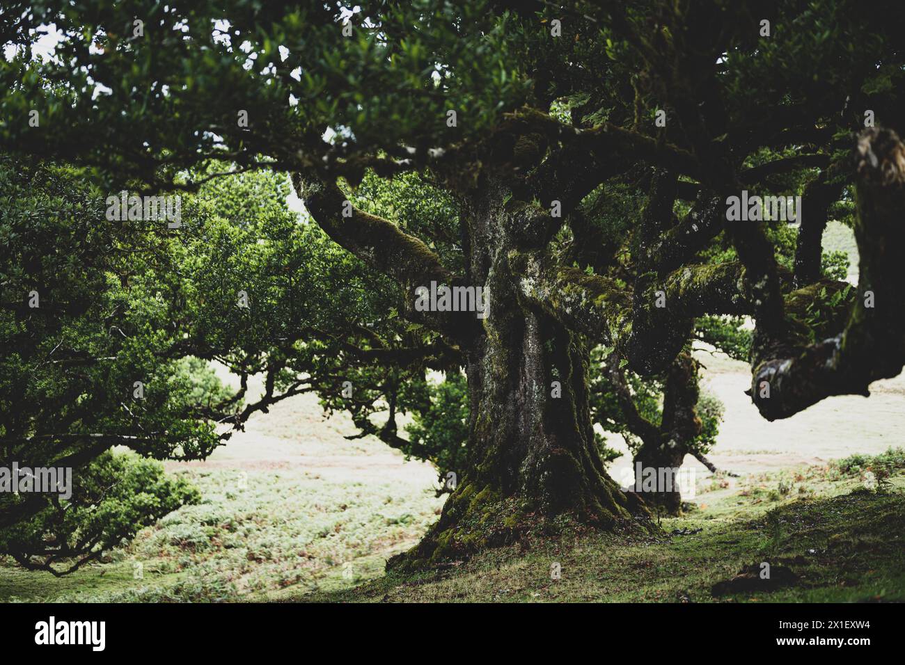 Description: Low angle view of a huge branch of an old laurel tree ...