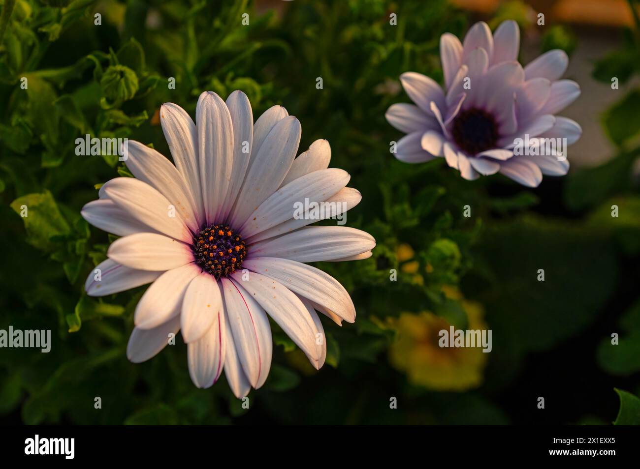 A small clump of African daisy Osteospermum plants from the Asteraceae ...