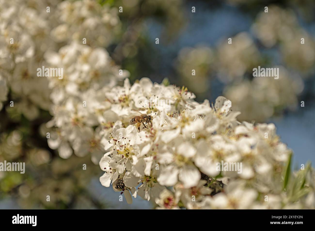Honey bee taking nectar from the flowers of the wild pear Stock Photo ...