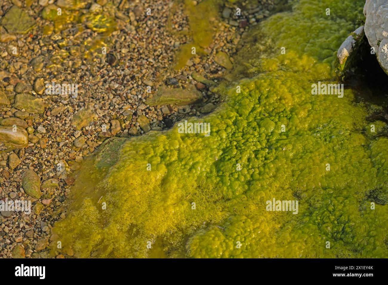 Detail of green coloured algae in the river Stock Photo - Alamy