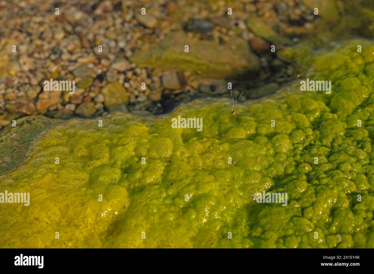 Detail of green coloured algae in the river Stock Photo - Alamy