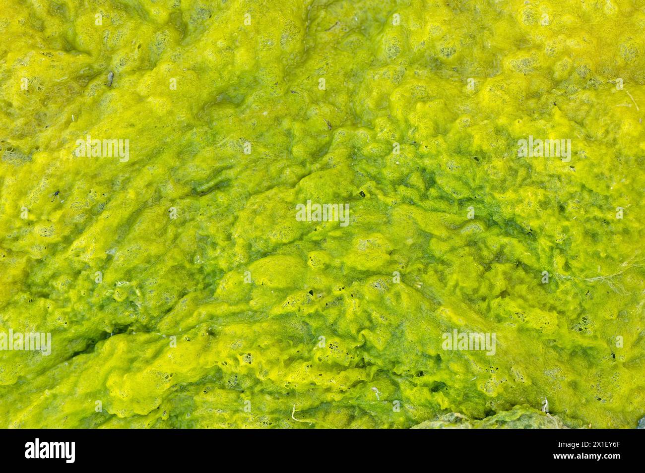 Detail of green coloured algae in the river Stock Photo - Alamy