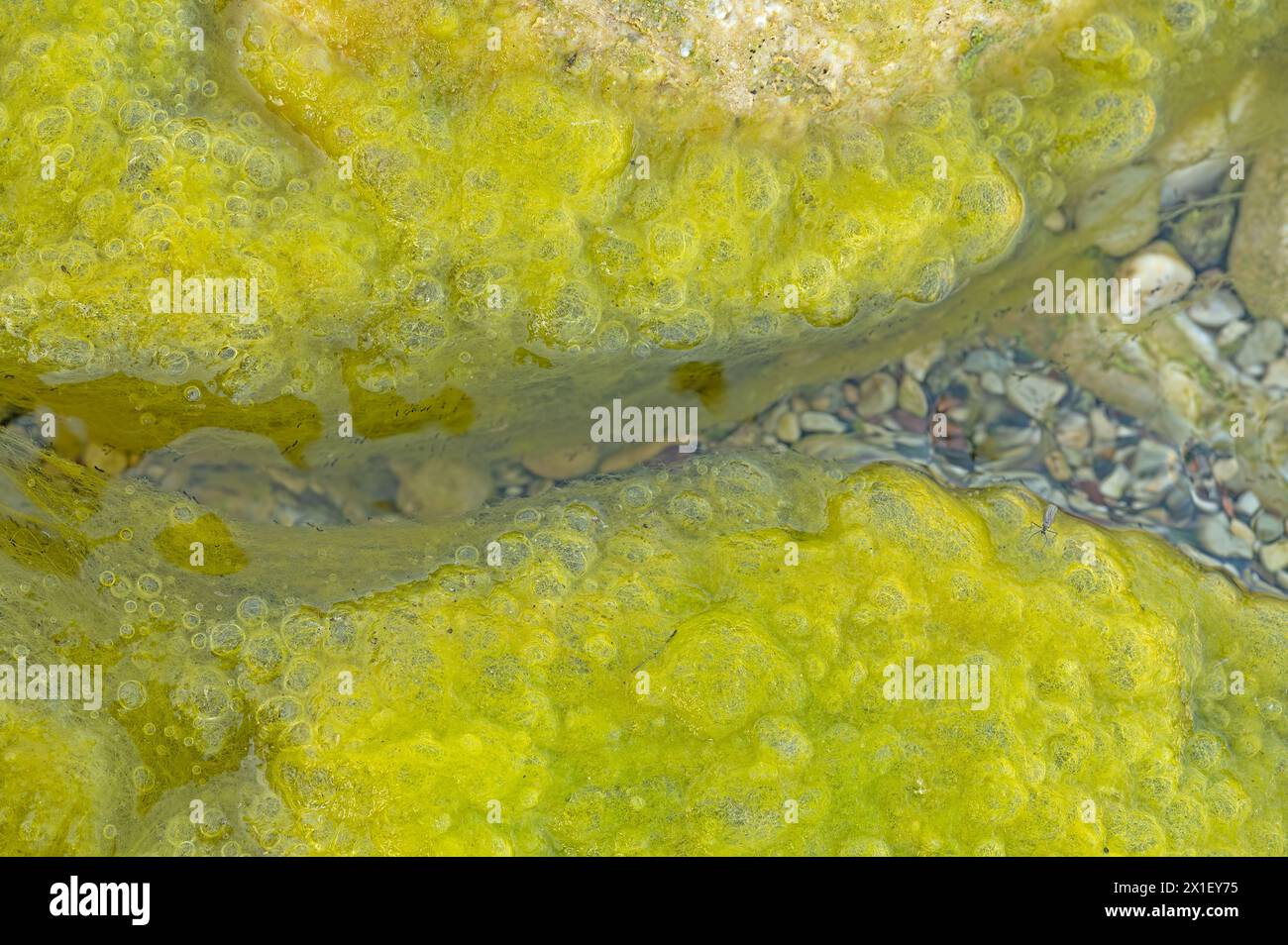 Detail of yellow coloured algae in the river Stock Photo - Alamy