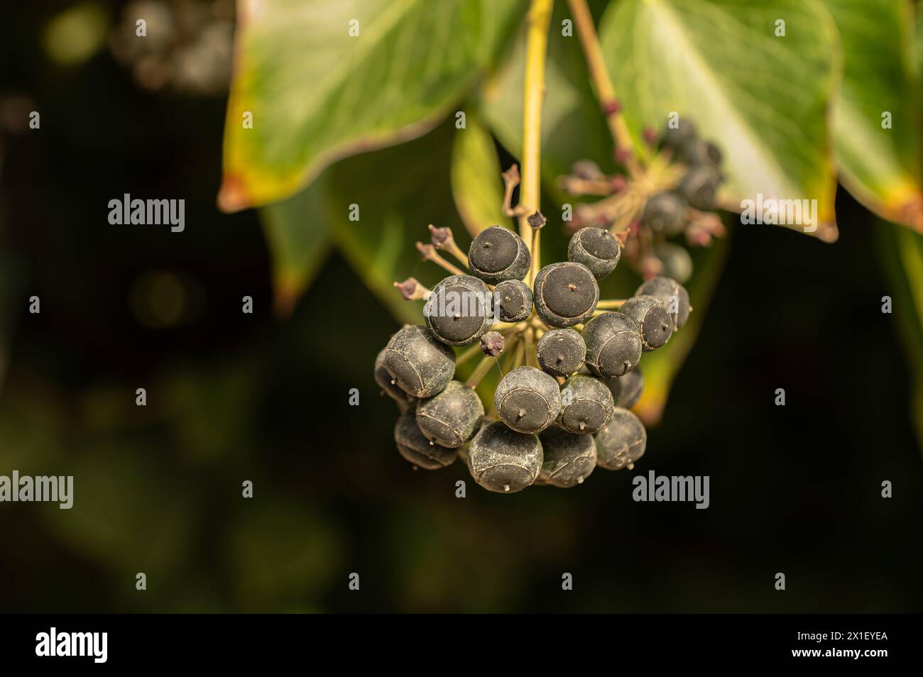 English ivy fruits hedera helix hi-res stock photography and images - Alamy