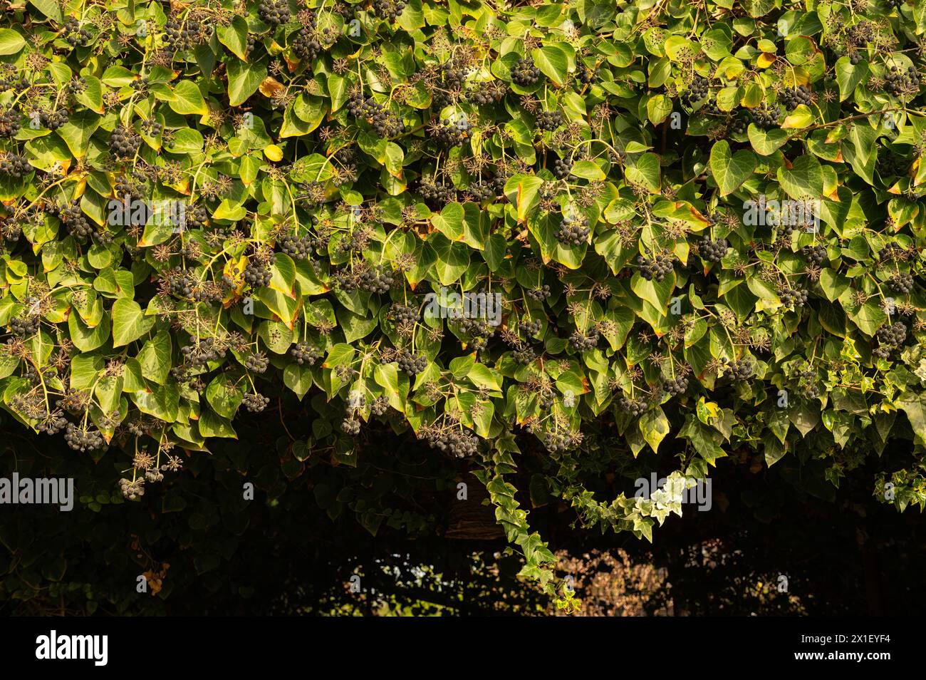 English ivy fruits hedera helix hi-res stock photography and images - Alamy