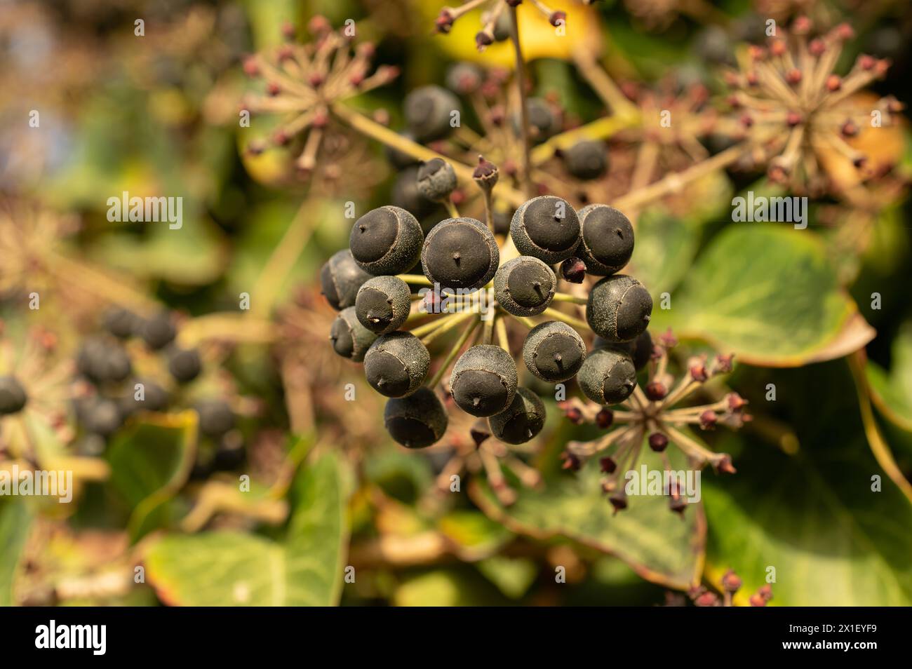 Beautiful fruits of Common Ivy Hedera Helix Linne. Hedera helix (common ...