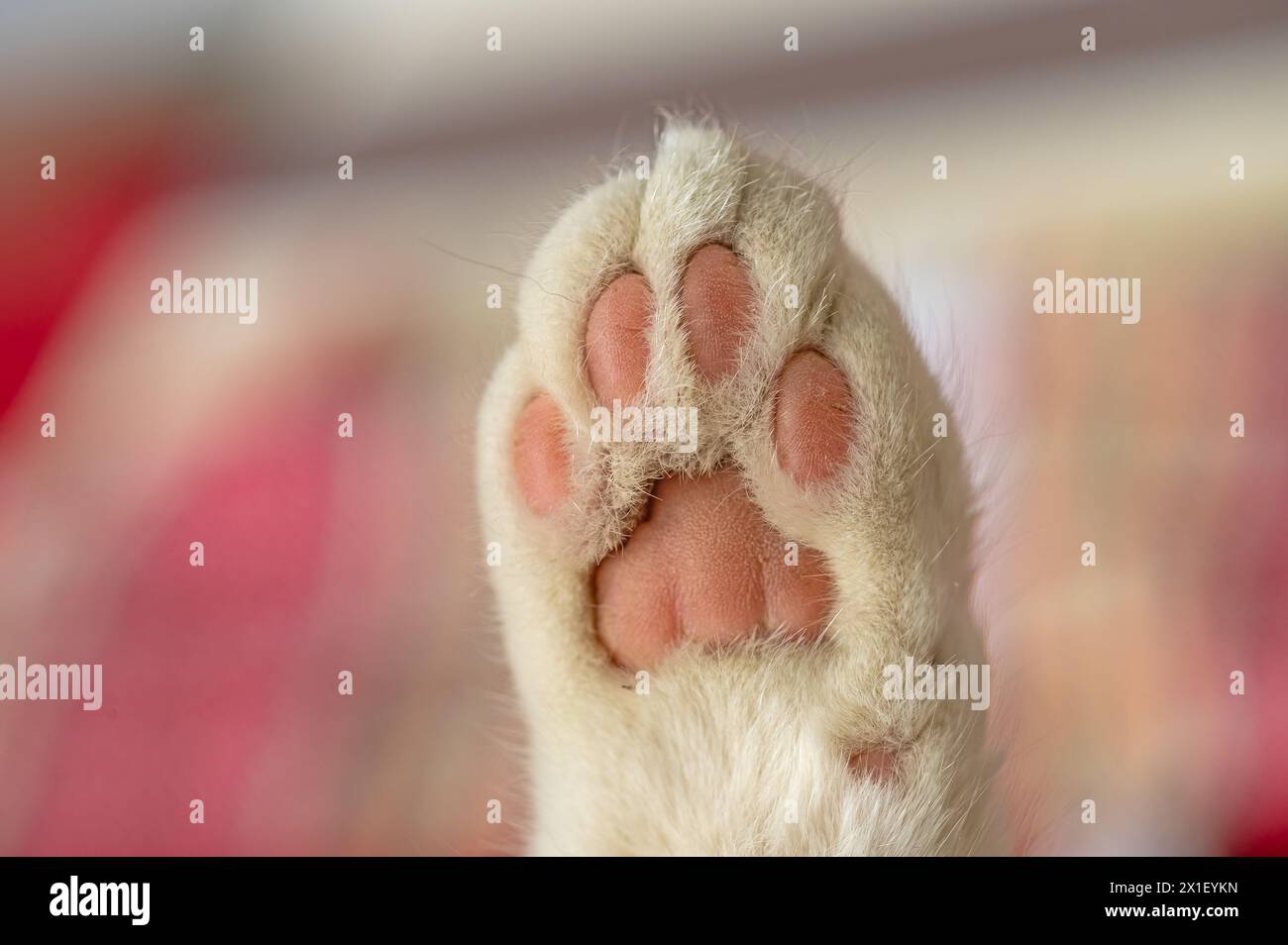 Cats foot hi-res stock photography and images - Alamy
