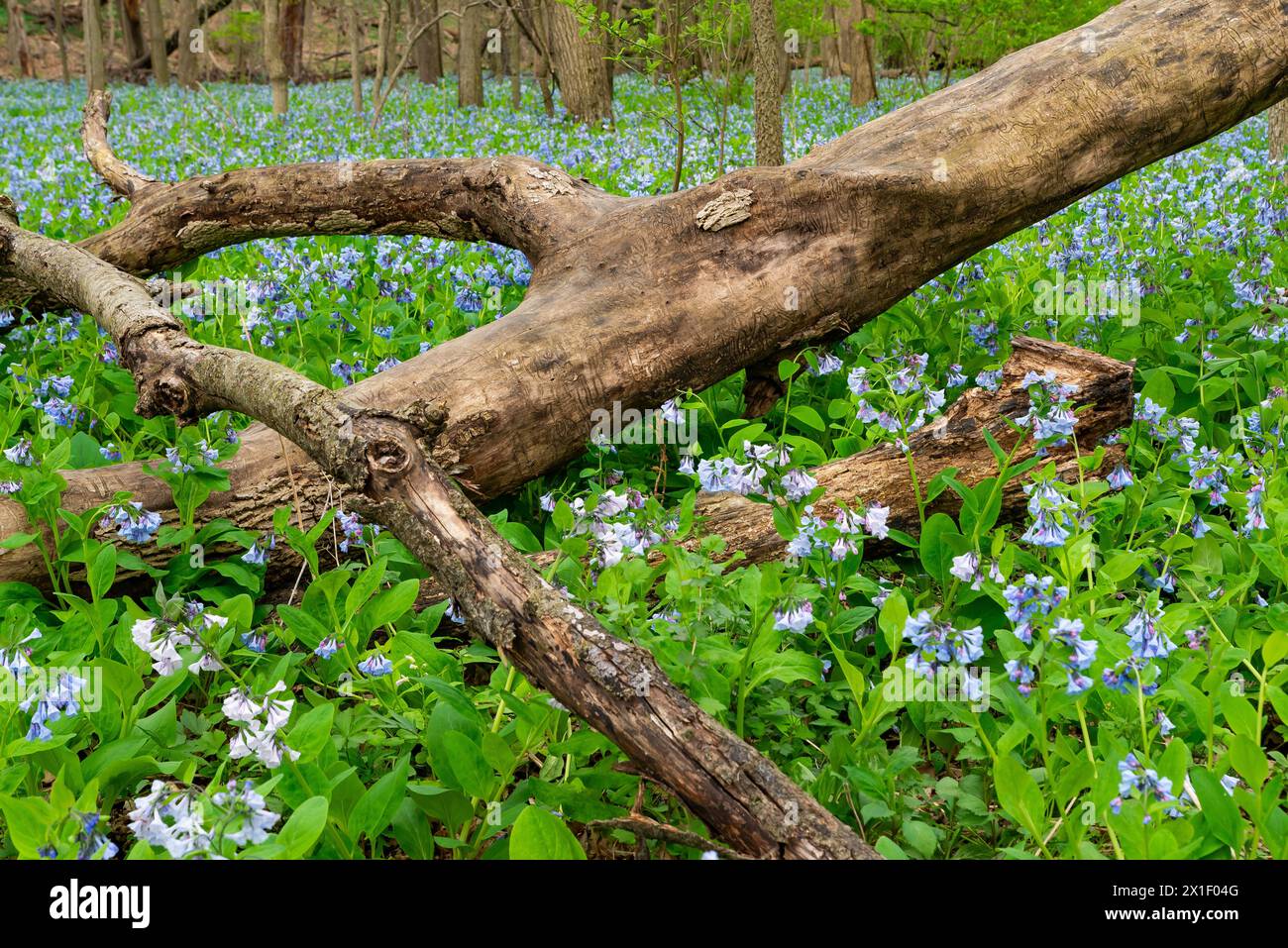 Spring bluebells in Illinois Canyon at Starved Rock State Park ...