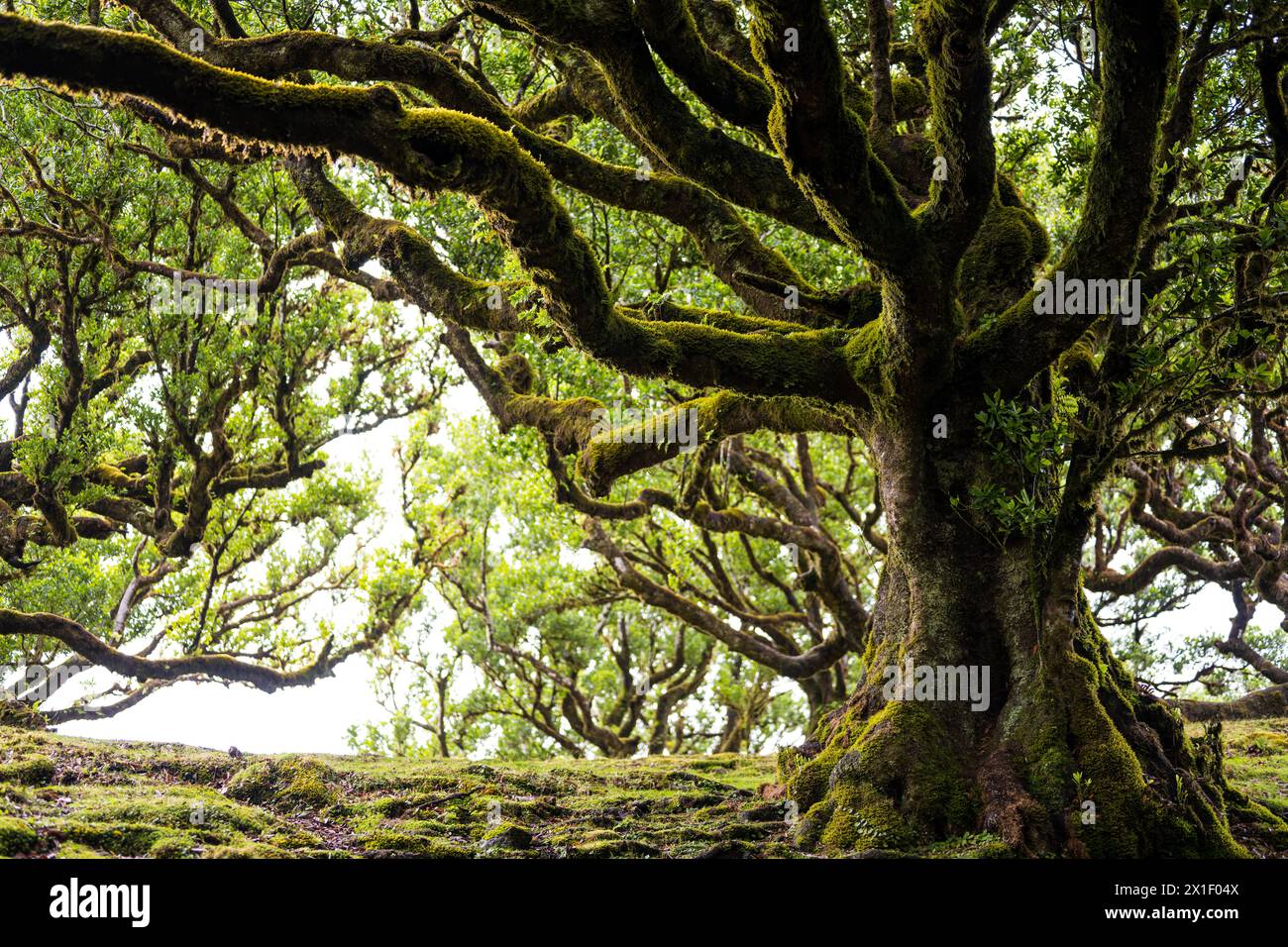 Description: Low angle view of a huge, mystical looking, green, mossy ...