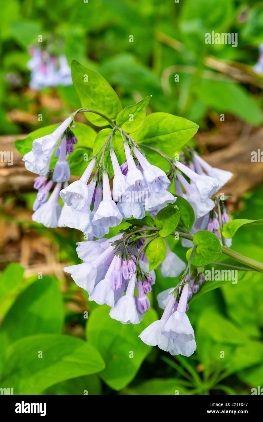 Spring bluebells in Illinois Canyon at Starved Rock State Park ...