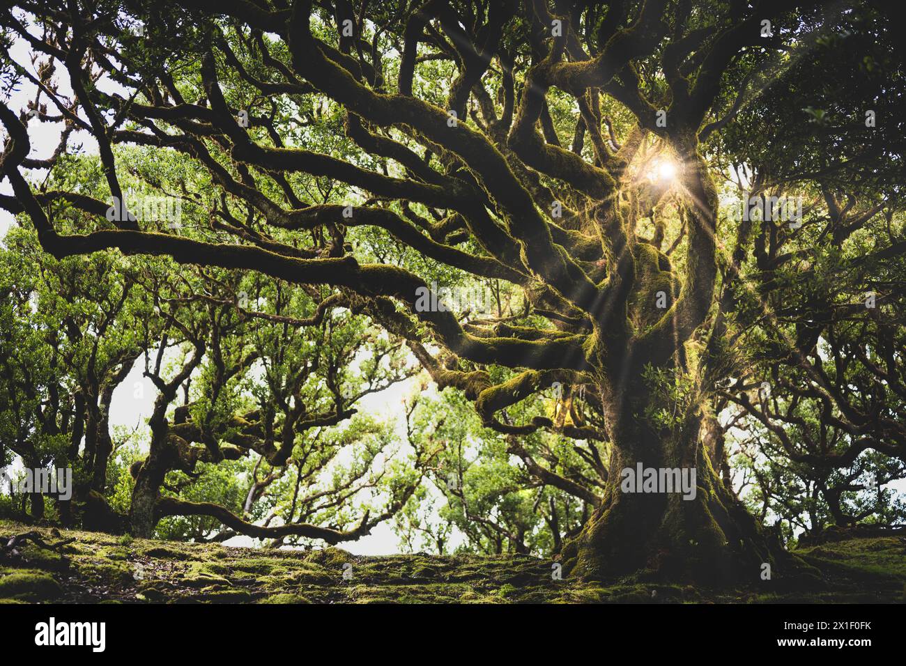 Description: Sunlight shining through the canopy of a huge, mystical ...