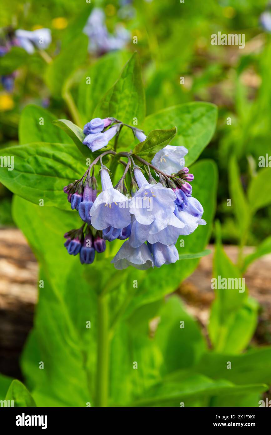 Spring bluebells in Illinois Canyon at Starved Rock State Park ...
