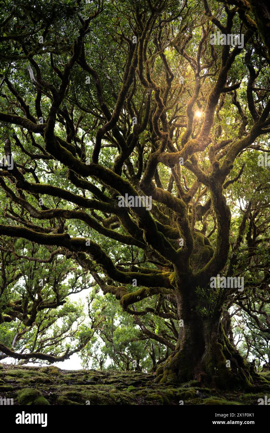 Description: Sunlight shining through the canopy of a huge, mystical ...