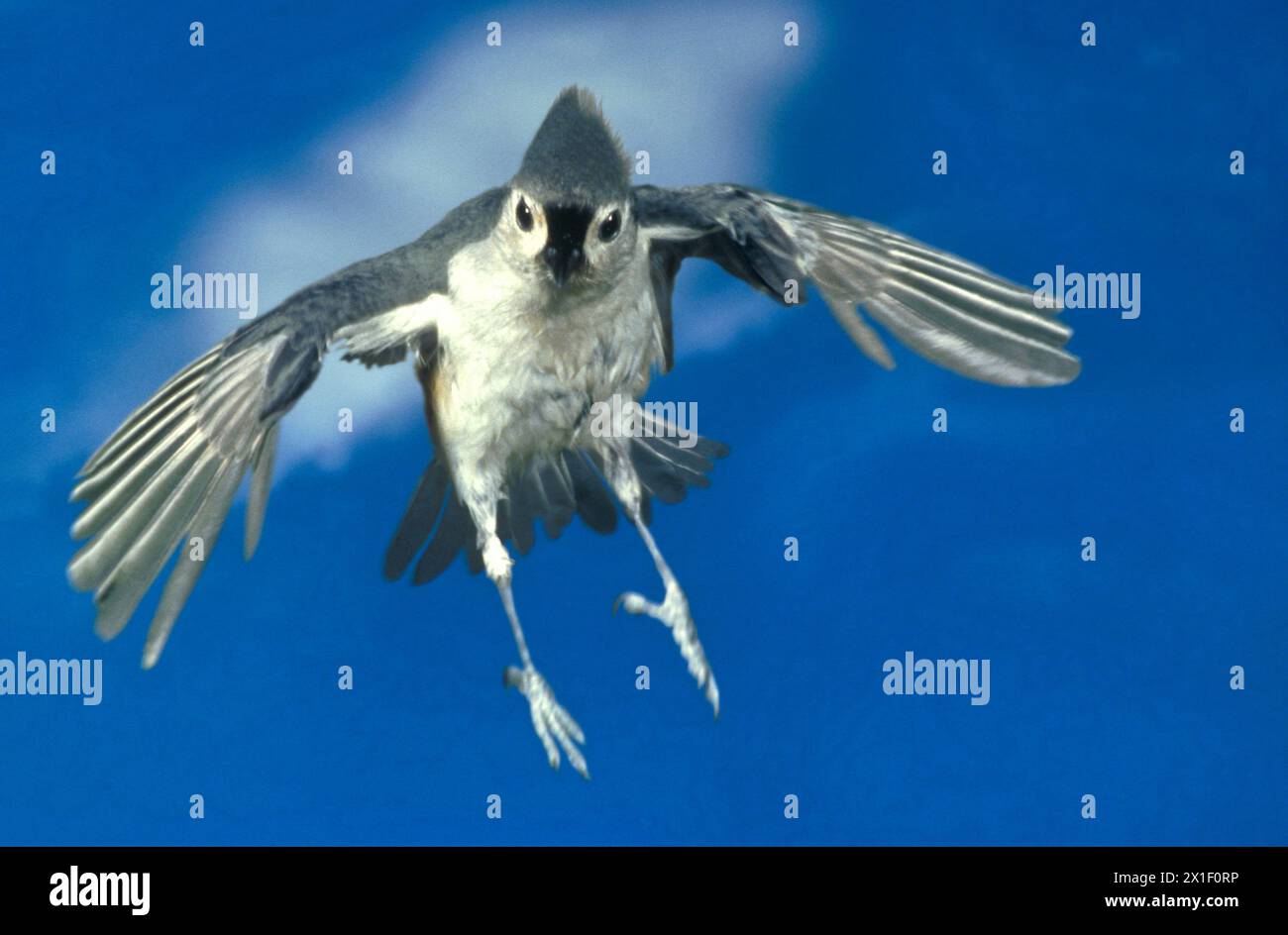 A Titmouse bird, Baeolophus bicolor, is flying in a clear blue sky ...