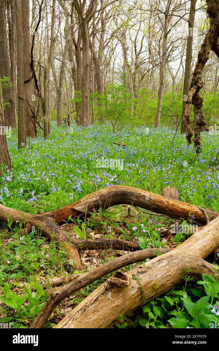 Spring bluebells in Illinois Canyon at Starved Rock State Park ...