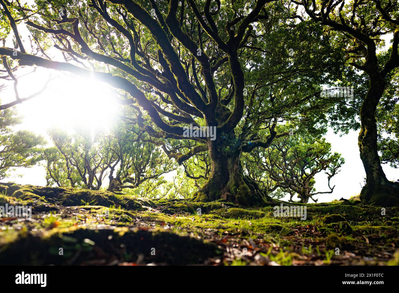 Description: Low angle view of sunlight hitting forest floor and ...