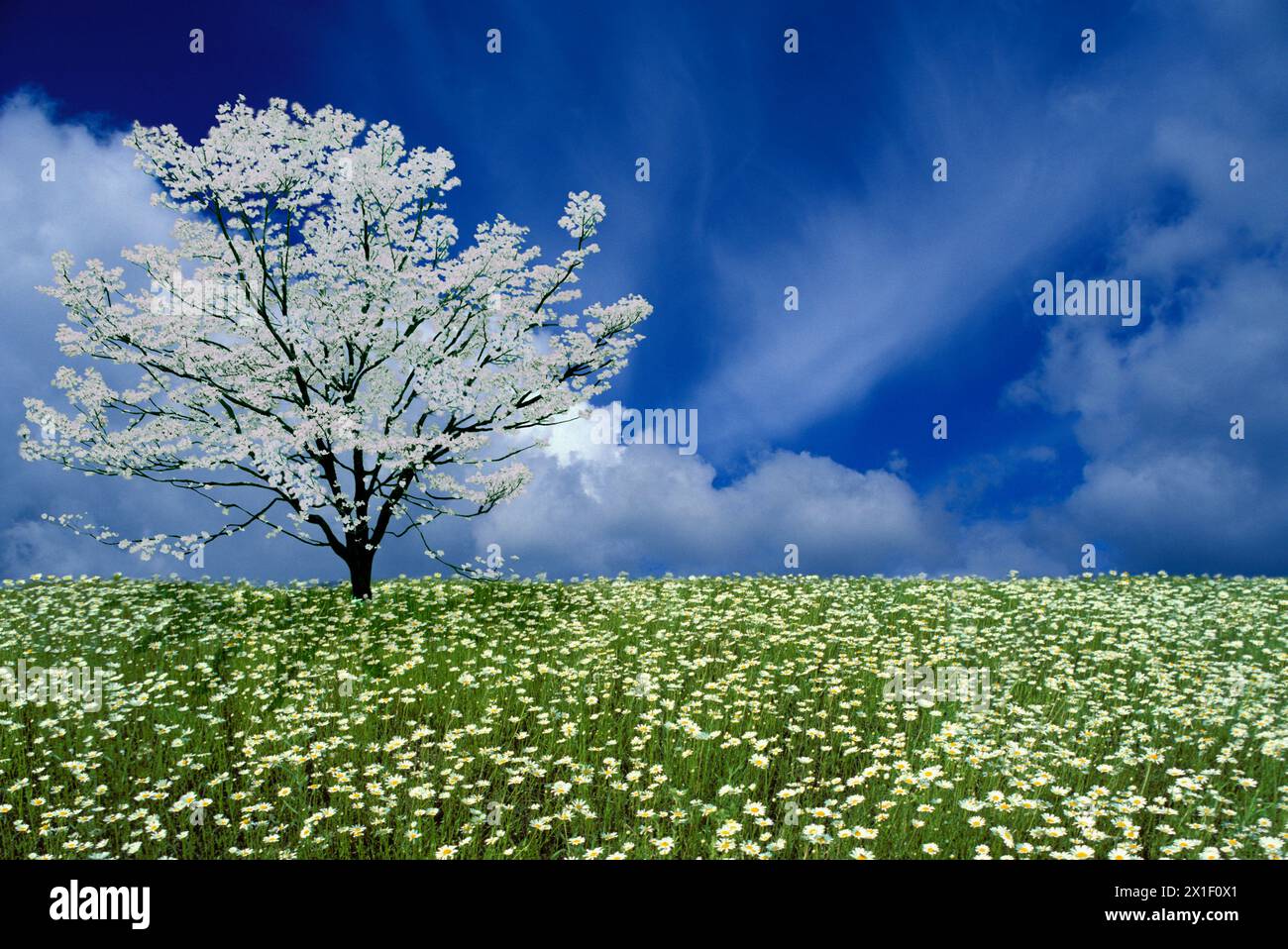 Blooming meadow of wild oxeye dasies, Leucanthemum vulgare, with ...