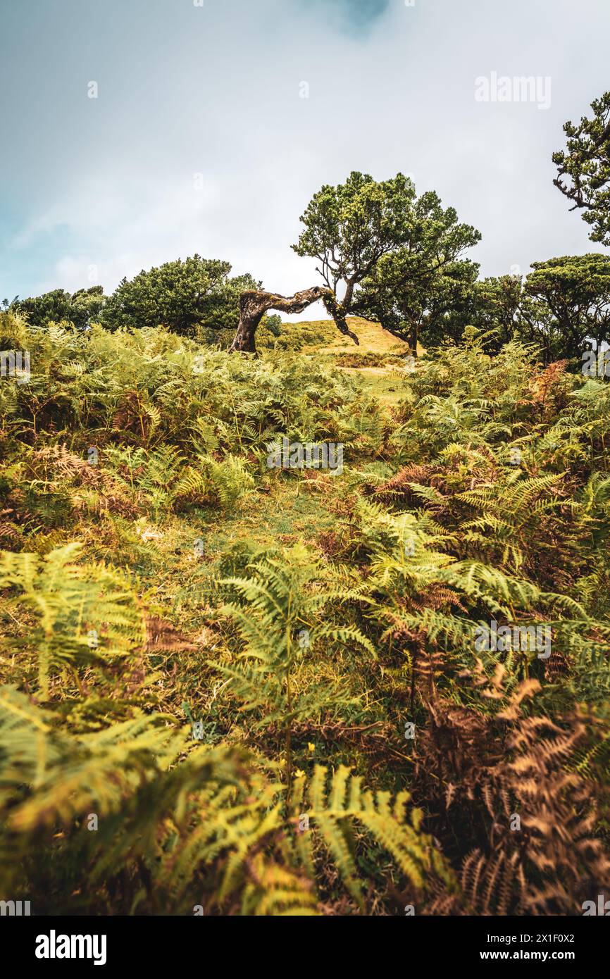 Description: View from farny mountain top on M shaped laural tree ...