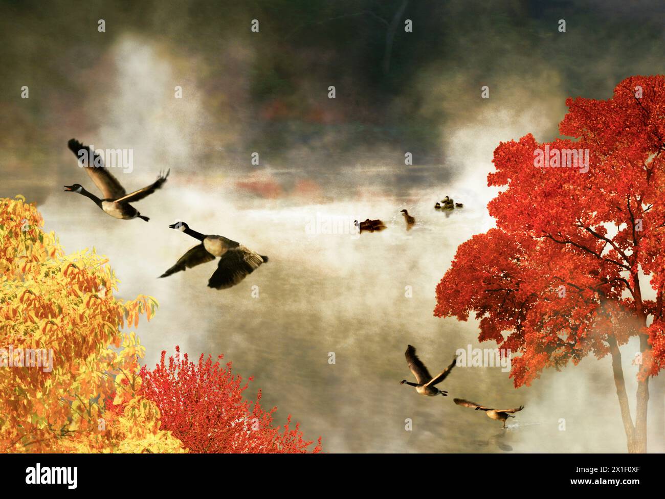 Midwestern birds in flight hi-res stock photography and images - Alamy