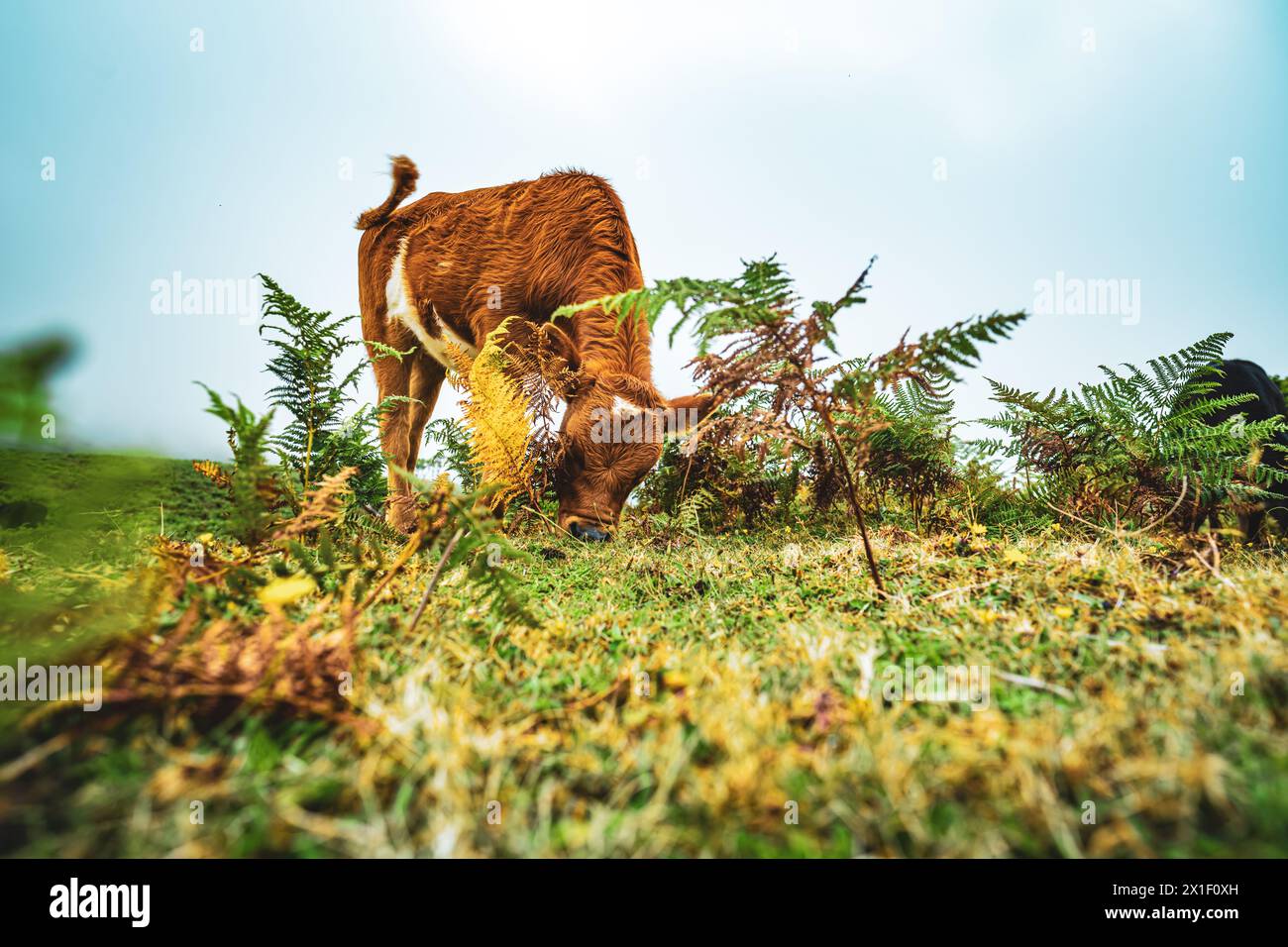 Young brown cow grazing hi-res stock photography and images - Alamy