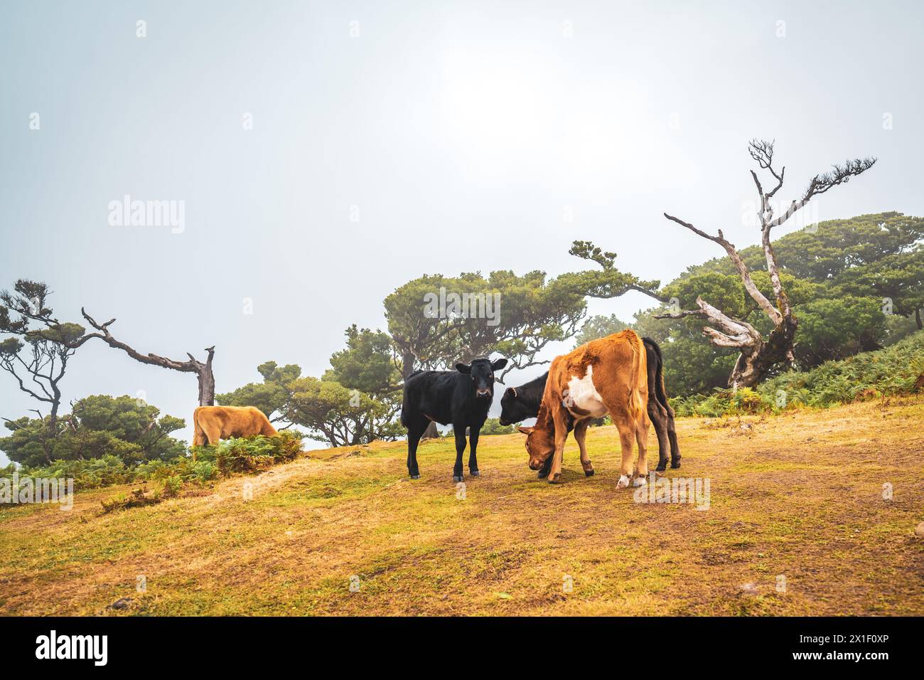 Description: View of young cows grazing on grassy hill top in fanal ...