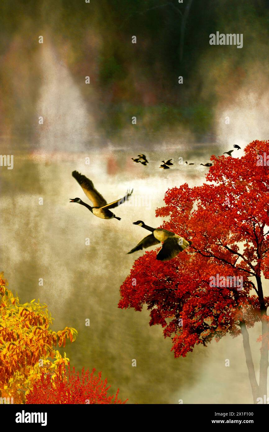 Midwestern birds in flight hi-res stock photography and images - Alamy