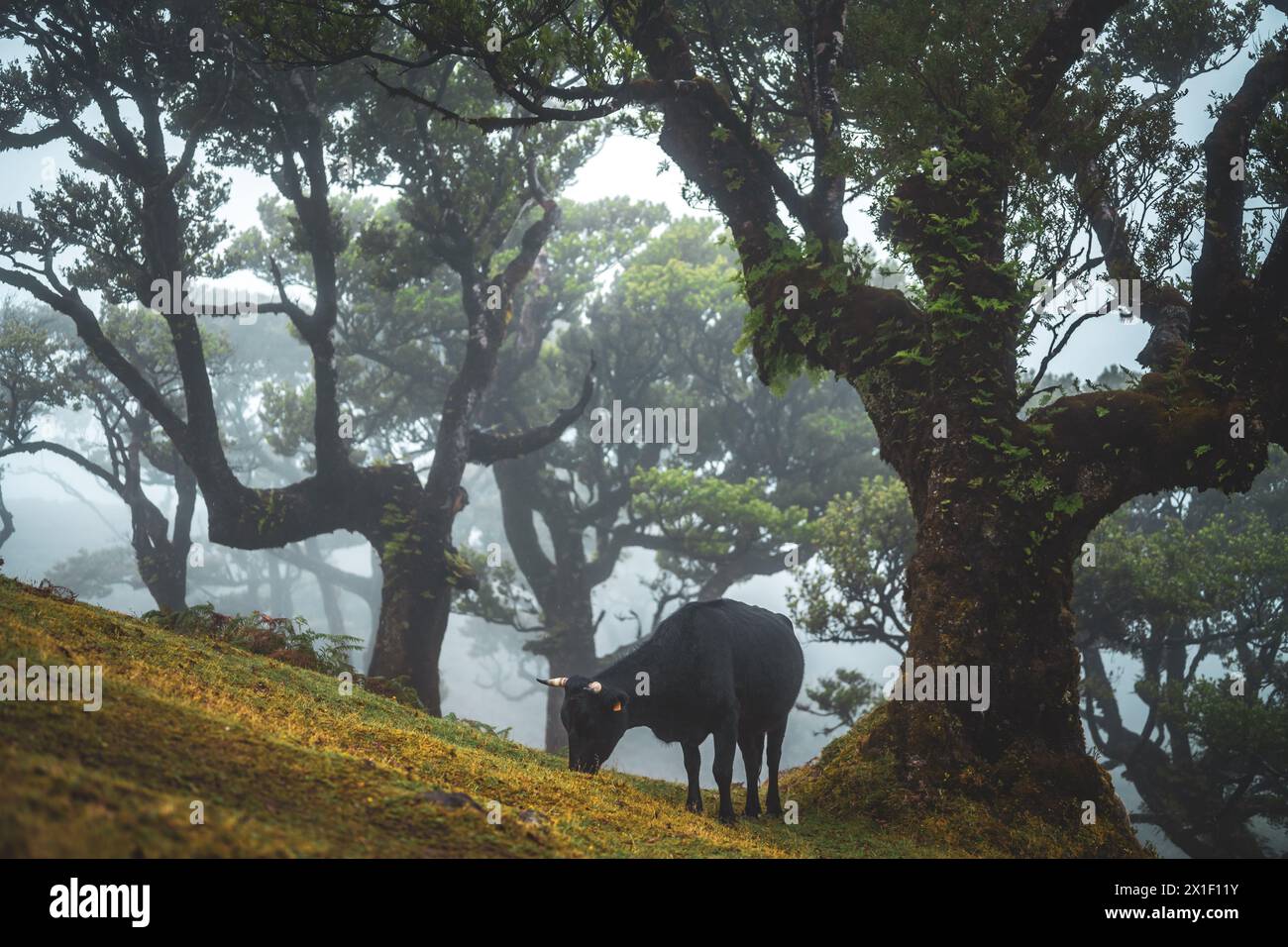 Description: Black cow grasing on grassy hill in mystical foggy forest ...