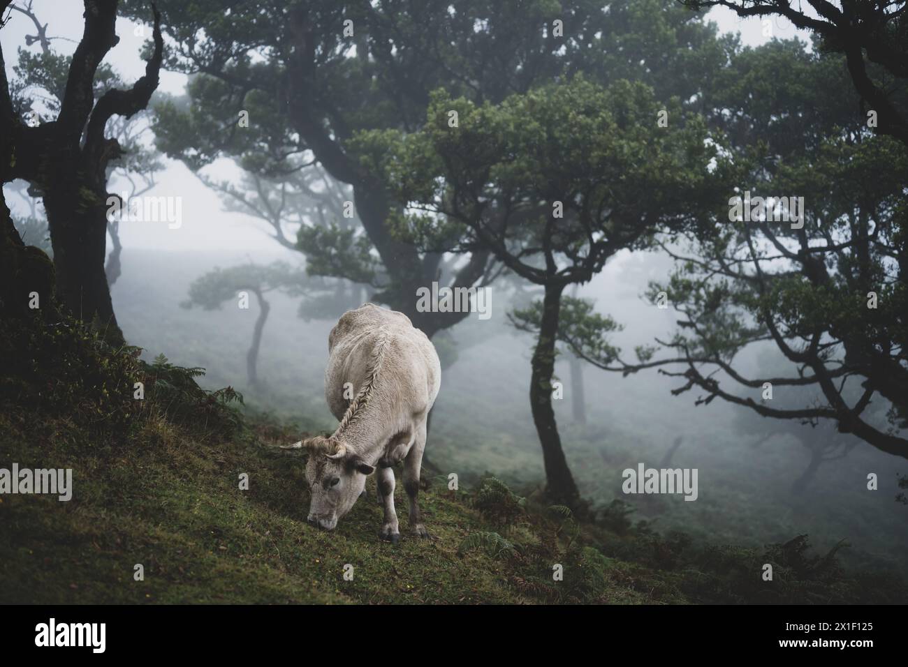Description: White cow grazing on wet grassy hill in mystic misty ...