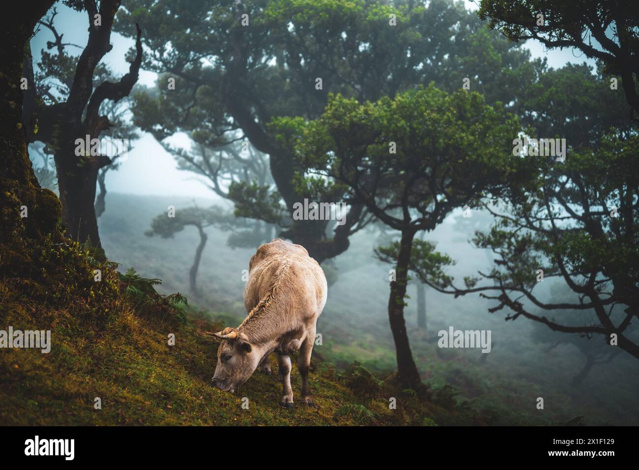 Description: White cow grazing on wet grassy hill in mystic misty ...