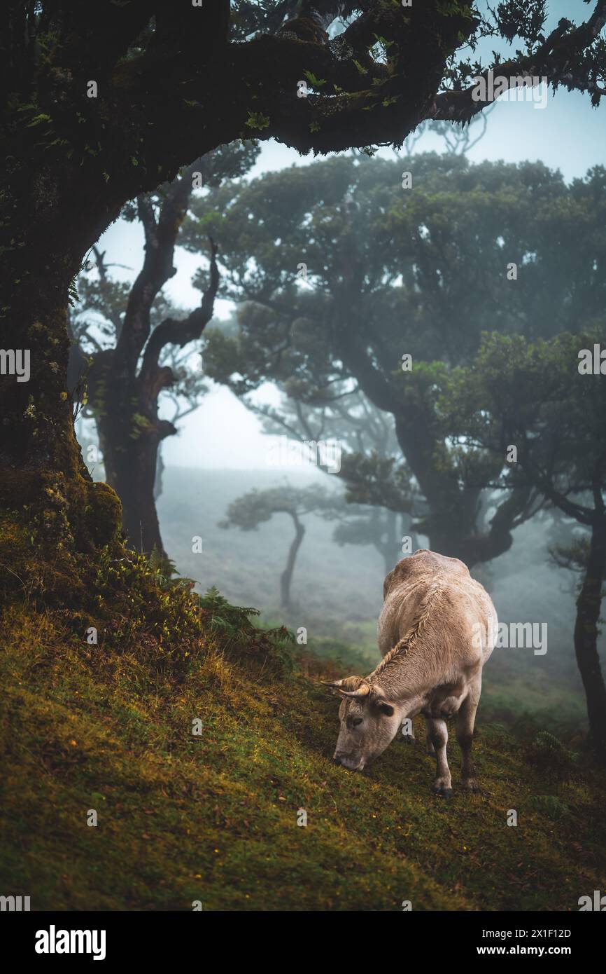 Description: White cow grazing on wet grassy hill in mystic misty ...