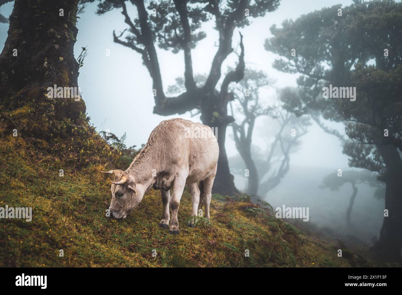 Description: White cow grazing on wet grassy hill in mystic misty ...