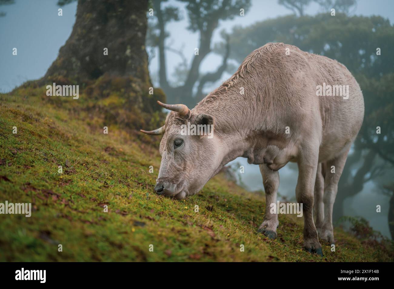 Description: Low angle view of white cow grazing on wet grassy hill in ...