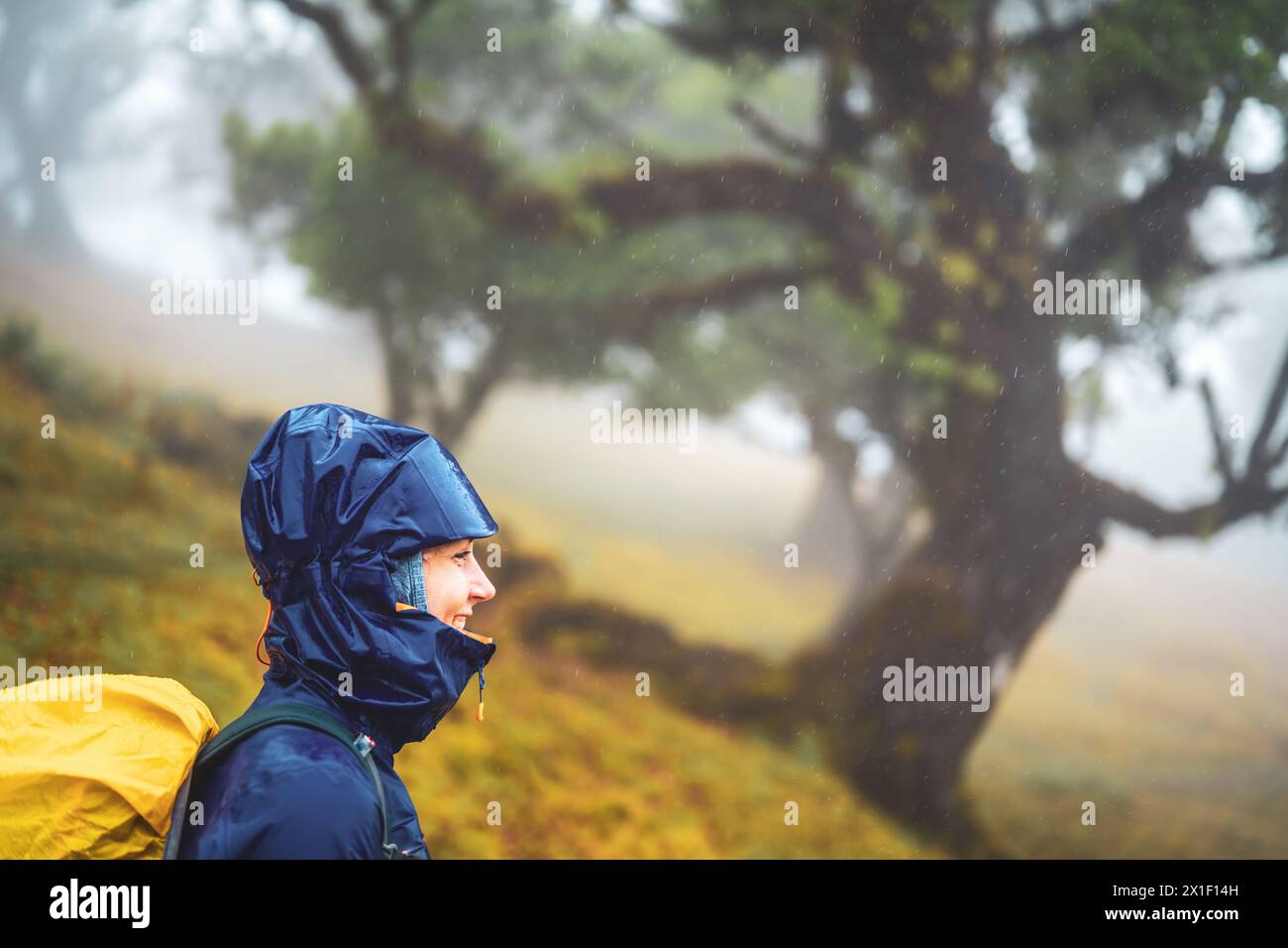 Description: Fanal Forest, Madeira Island, Portugal, Europe Stock Photo ...