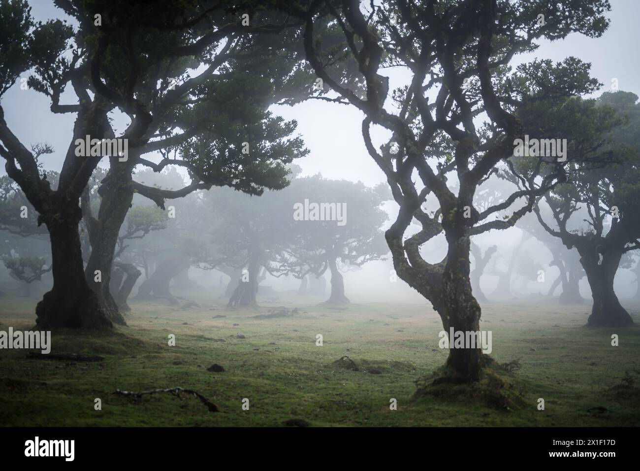 Description: View of a misty laurel forest with moody and rainy ...