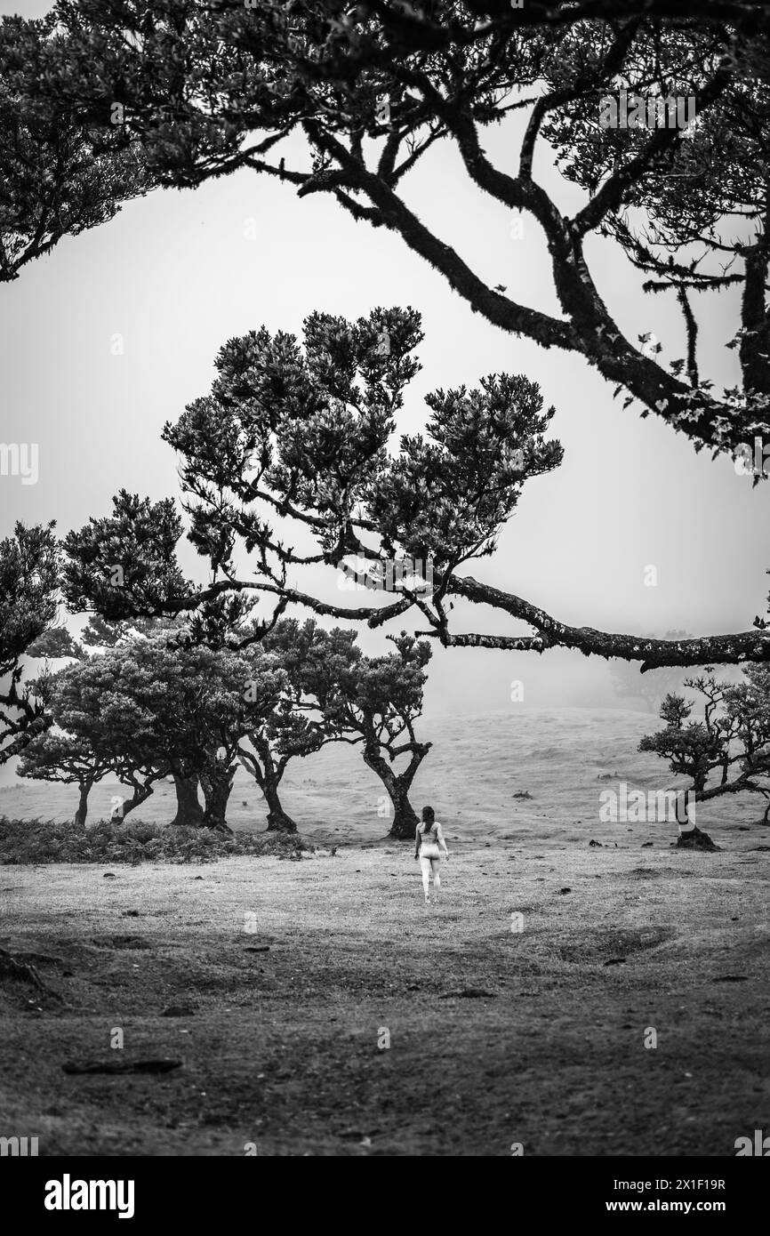 Green laurel leaf Black and White Stock Photos & Images - Alamy