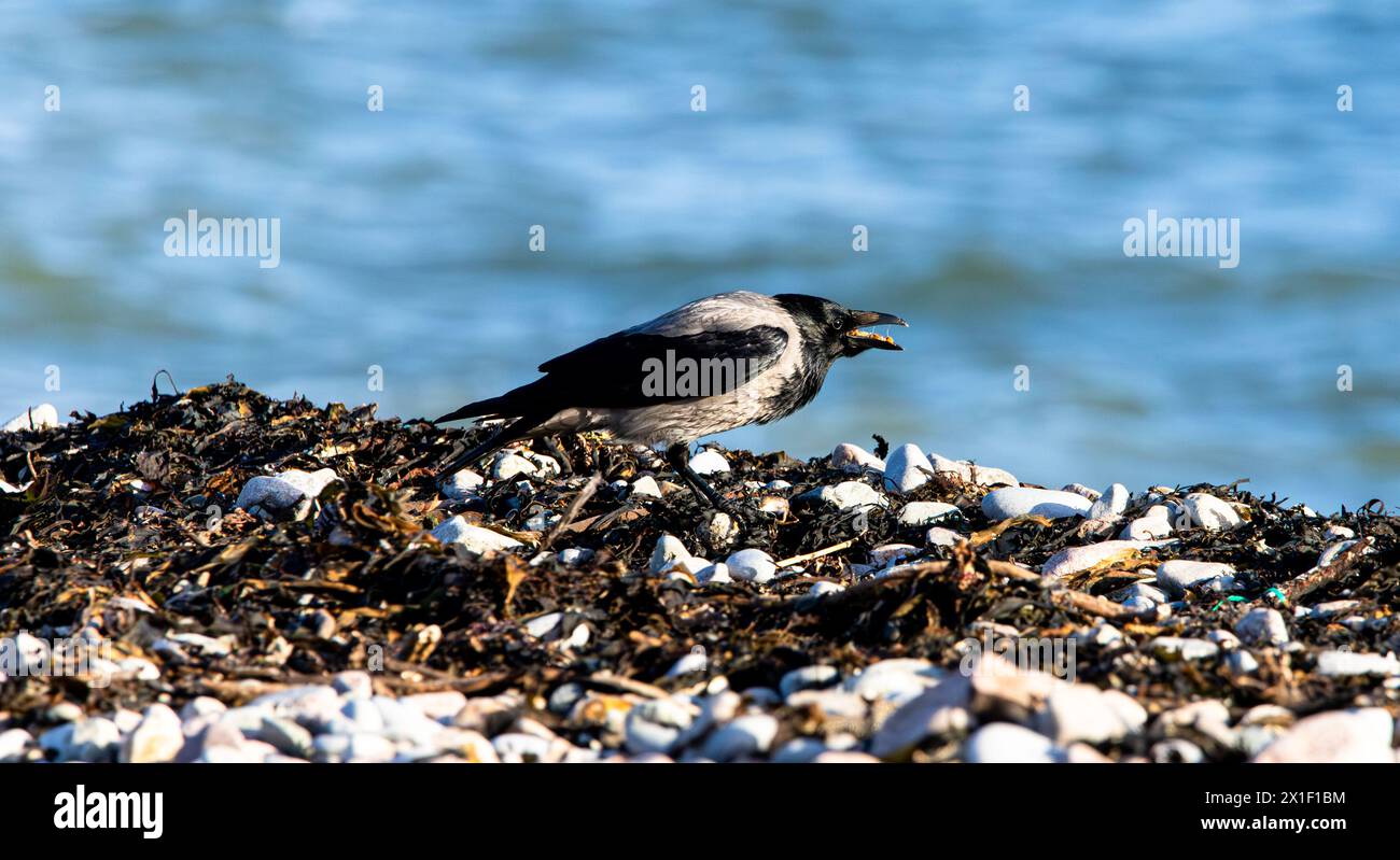 Hooded crow, Salthill, Galway Stock Photo - Alamy