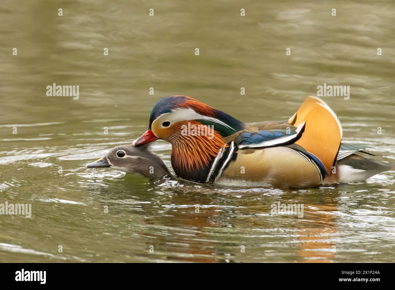 Male and female mandarin ducks mating in the pond Stock Photo - Alamy