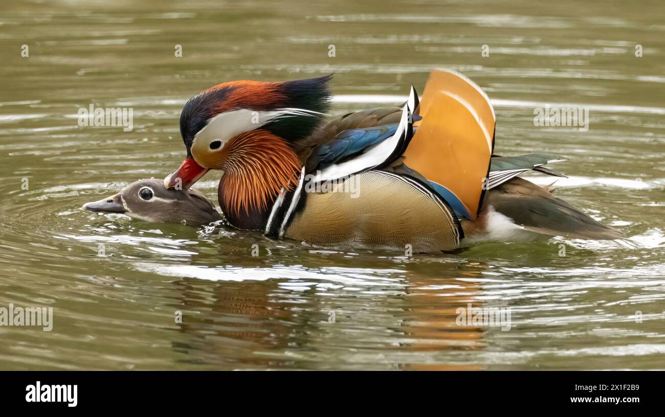 Mandarin duck mating plumage hi-res stock photography and images - Alamy