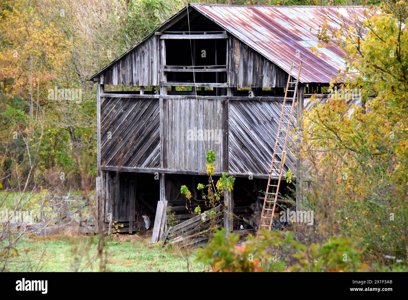 Barn gets needed roof repair. Tall ladder leans against tin roof and ...