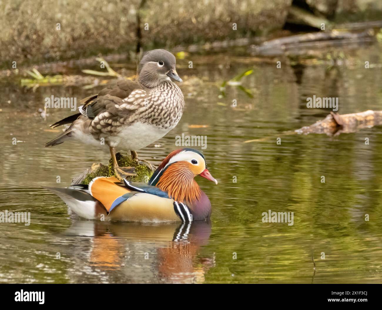 Mating season in mandarin ducks hi-res stock photography and images - Alamy