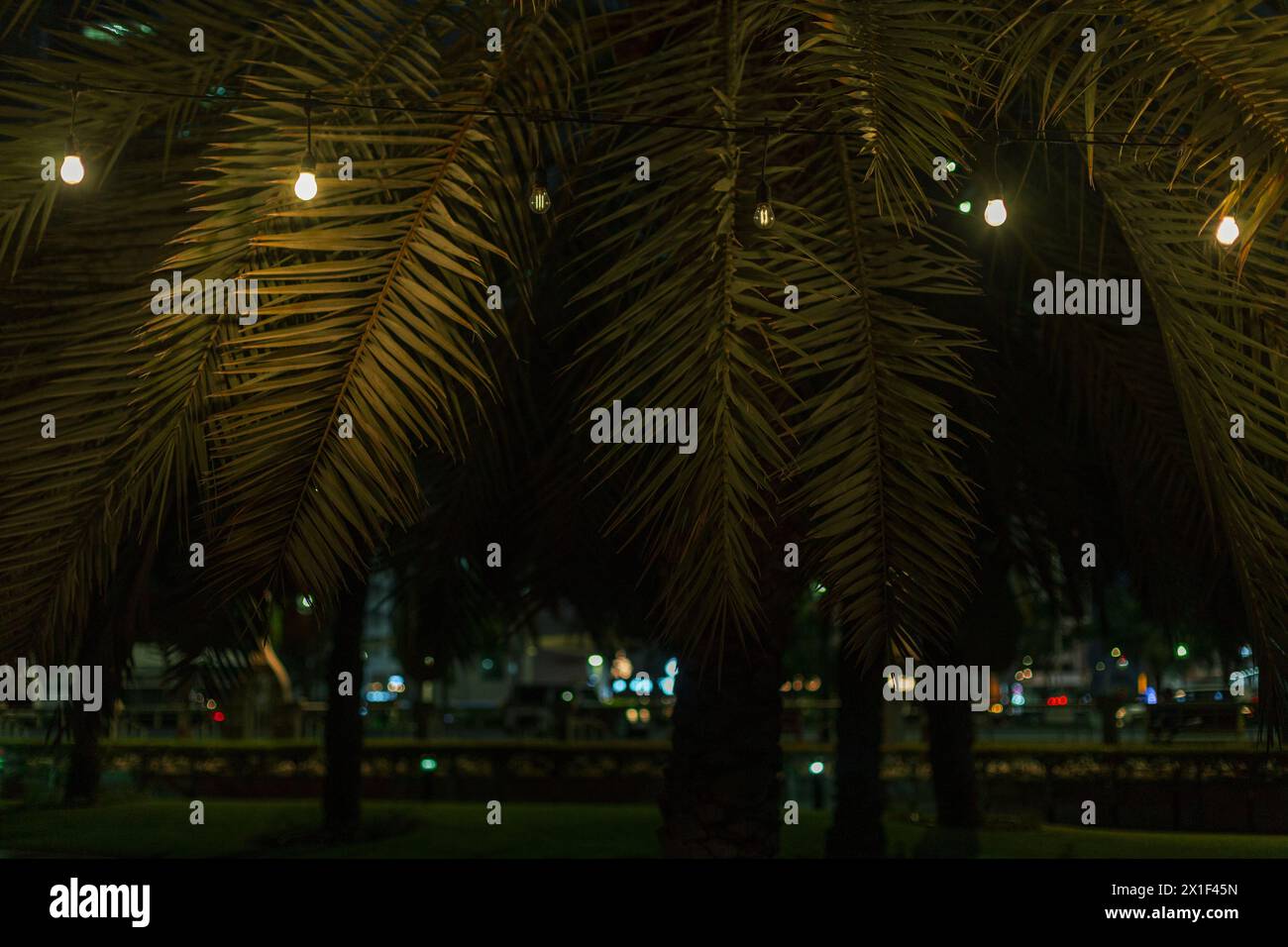 Palm Trees With Vintage Light Bulbs On The City Beach In Abu Dhabi At ...