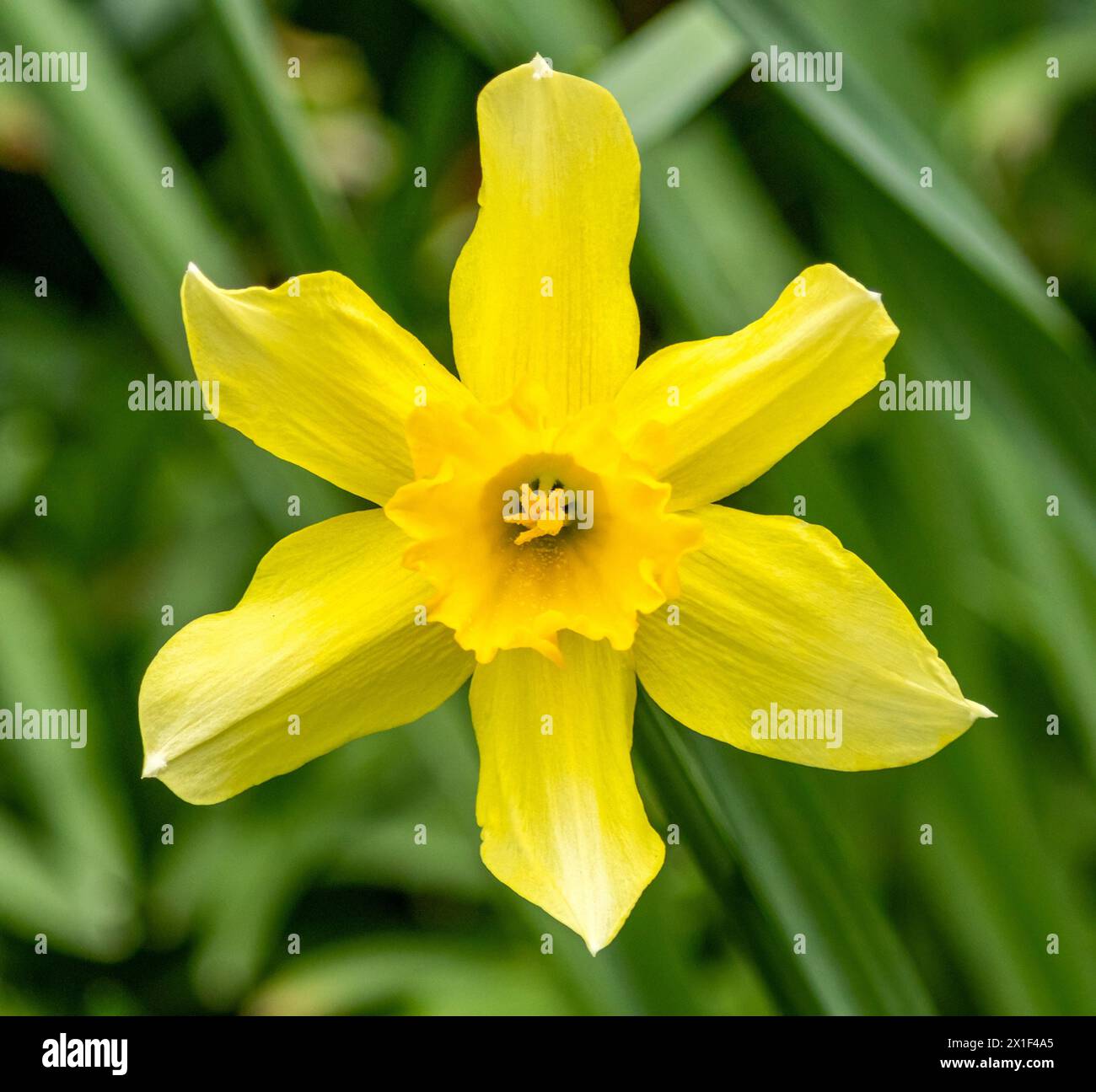 Daffodil leaves hi-res stock photography and images - Alamy