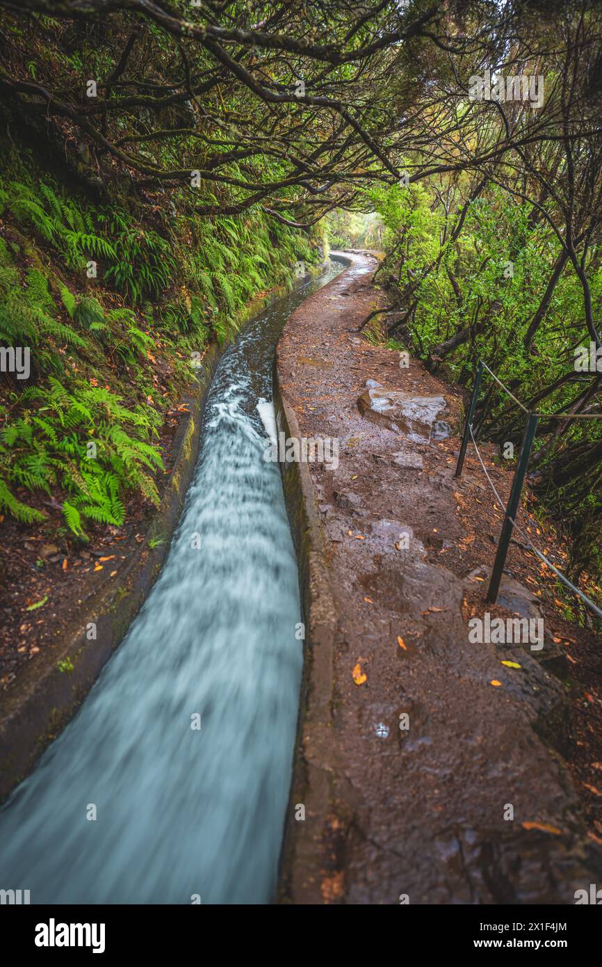 Description: Sloping water channel with footpath overgrown by laurel ...