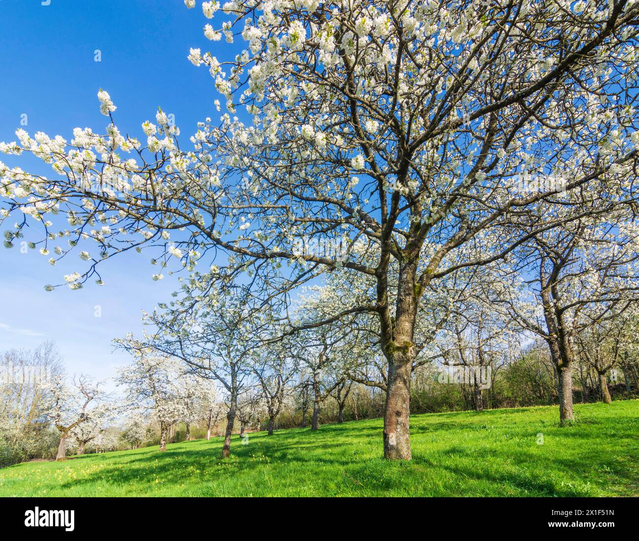 mountain Ehrenbürg Walberla, cherry blossom, cherry trees ...