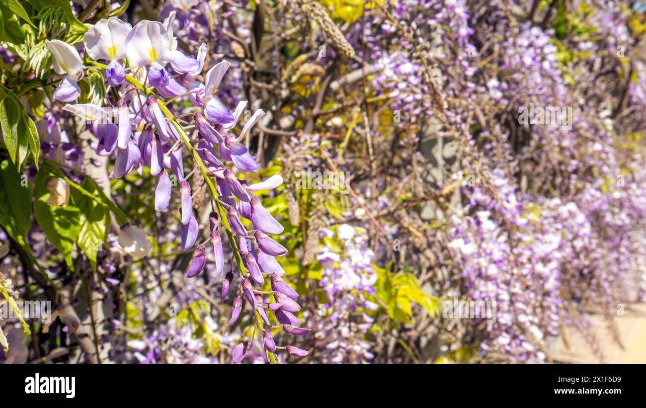 Wisteria sinensis, also known as Chinese wisteria Stock Photo - Alamy